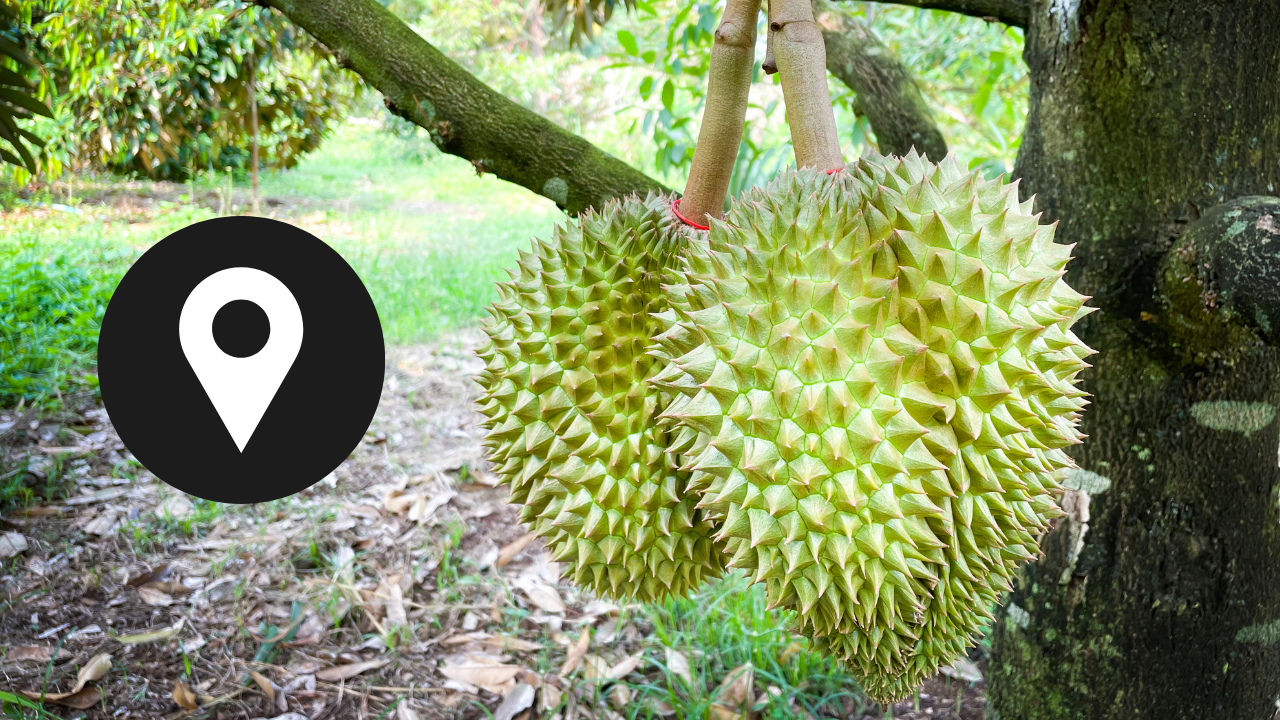 Discover the Delights of a Thai Durian Farm - Thai Durian Farm